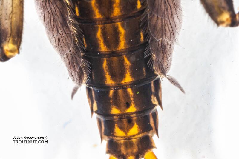 Stenacron interpunctatum (Light Cahill) Mayfly Nymph Pictures