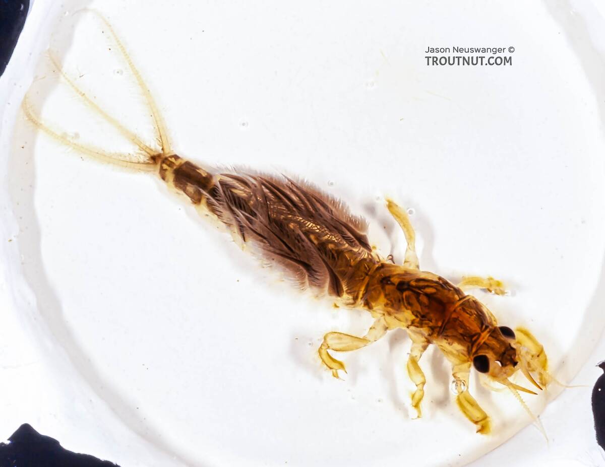 Hexagenia limbata (Hex) Mayfly Nymph Pictures