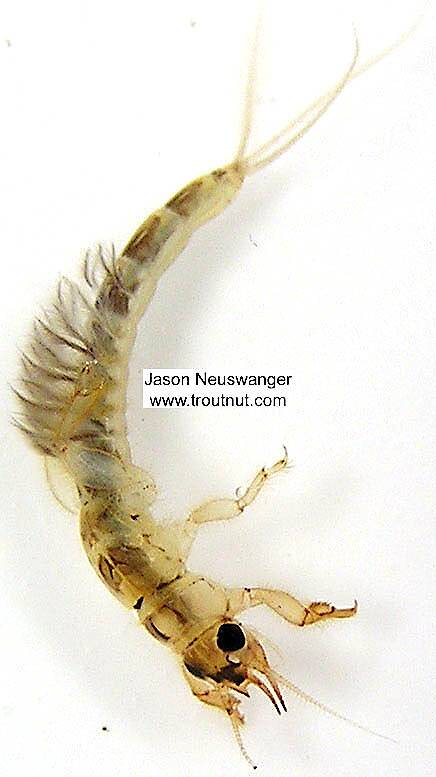 Ephemera simulans (Brown Drake) Mayfly Nymph Pictures