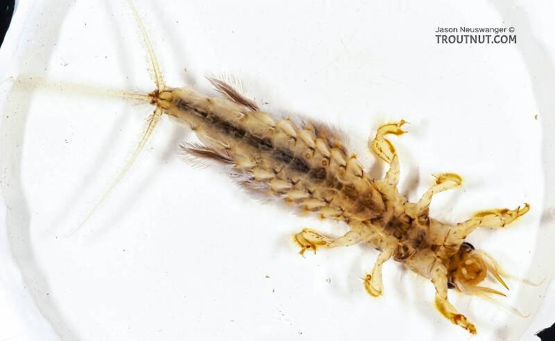 Hexagenia limbata (Hex) Mayfly Nymph Pictures