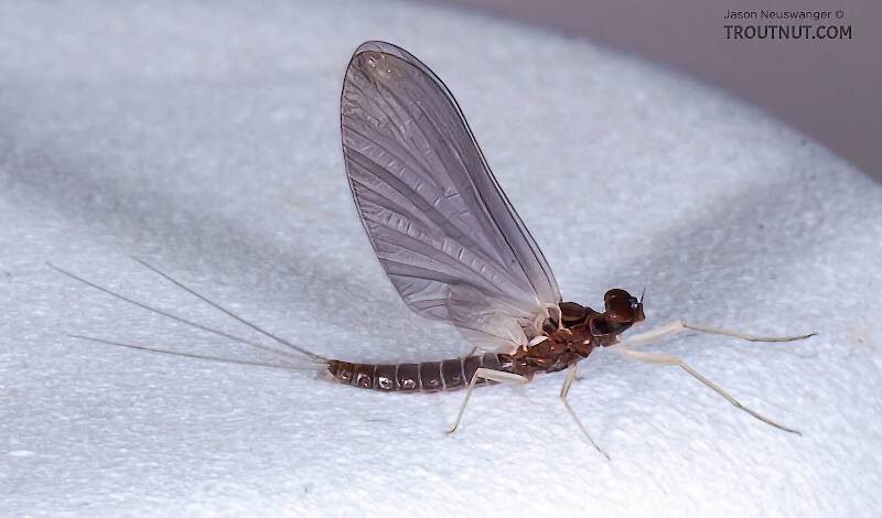 Male Neoleptophlebia mollis (Jenny Spinner) Mayfly Dun Pictures