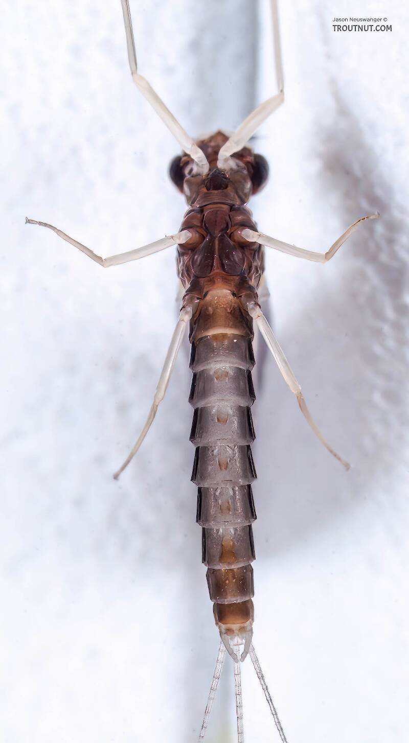 Male Neoleptophlebia mollis (Jenny Spinner) Mayfly Dun Pictures