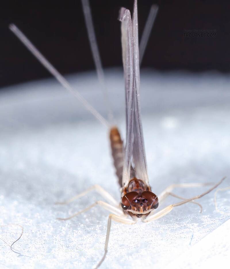 Male Neoleptophlebia mollis (Jenny Spinner) Mayfly Dun Pictures
