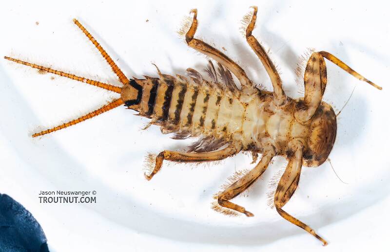 Stenonema mediopunctatum (Cream Cahill) Mayfly Nymph Pictures