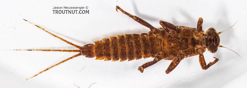 Ephemerella needhami (Little Dark Hendrickson) Mayfly Nymph Pictures