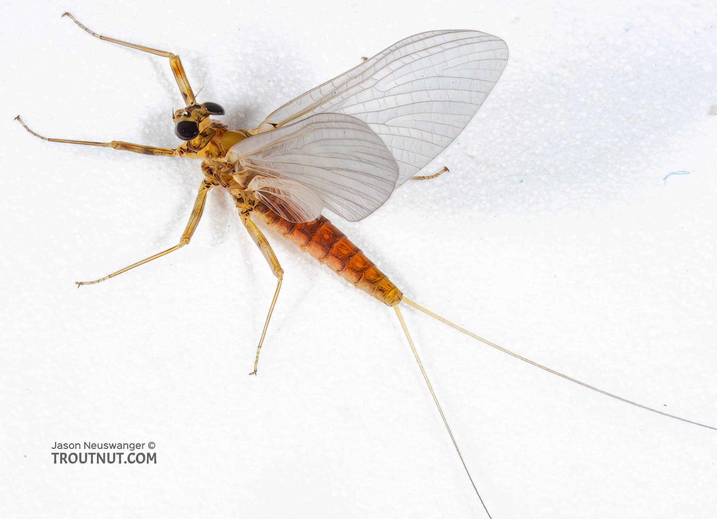 Mayfly Species Epeorus vitreus (Sulphurs)