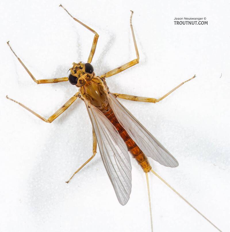 Female Epeorus vitreus (Sulphur) Mayfly Dun Pictures