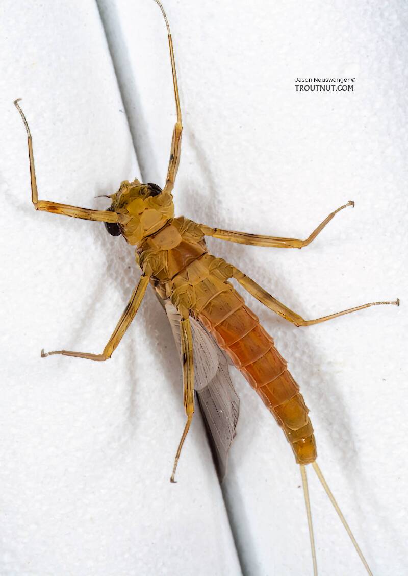 Female Epeorus vitreus (Sulphur) Mayfly Dun Pictures