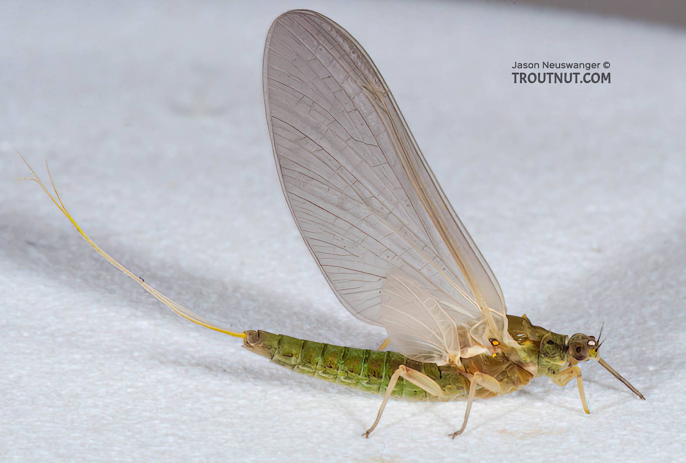 Female Attenella attenuata (Small Eastern Blue-Winged Olive) Mayfly Dun ...