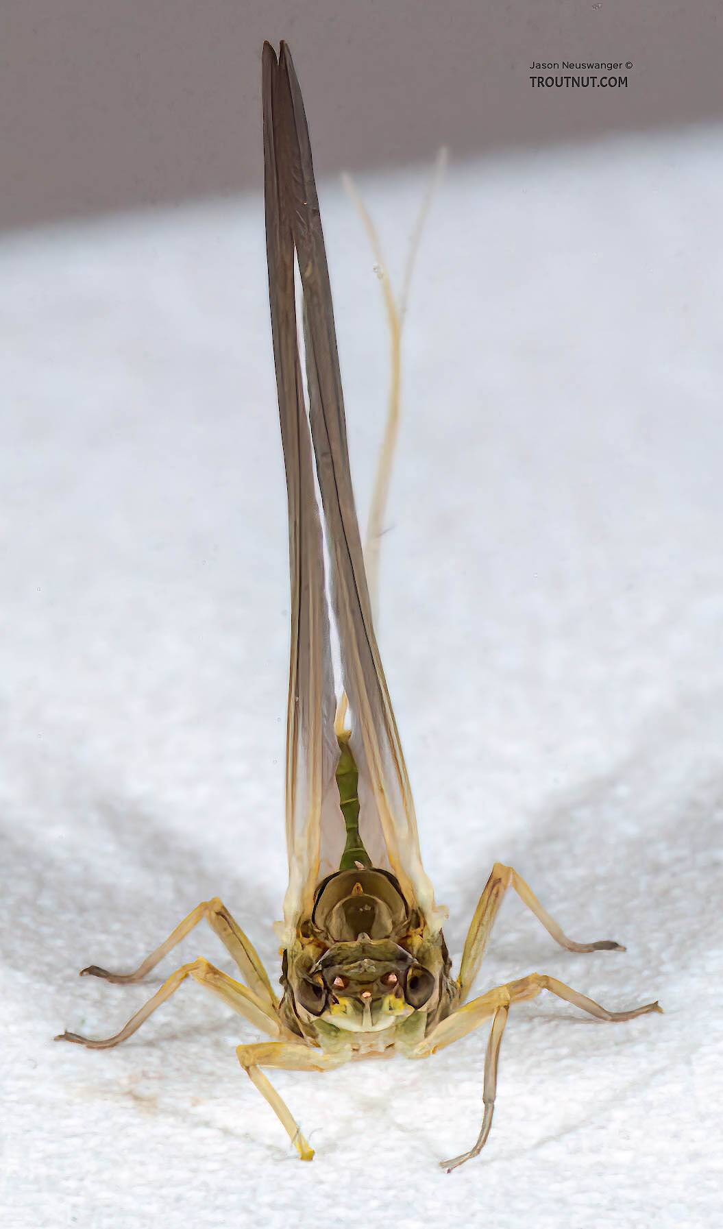 Female Attenella attenuata (Small Eastern Blue-Winged Olive) Mayfly Dun ...