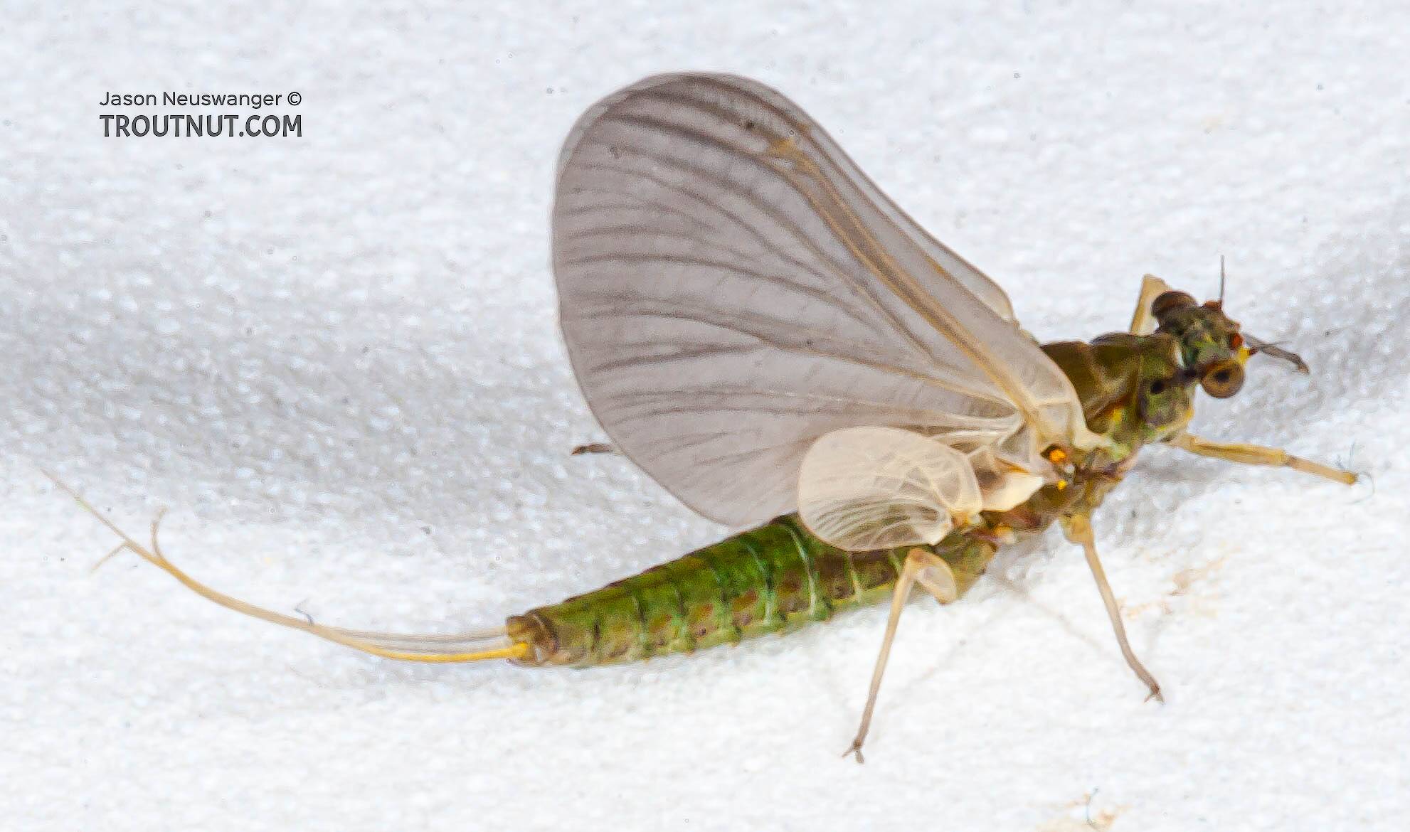 Female Attenella attenuata (Small Eastern Blue-Winged Olive) Mayfly Dun ...