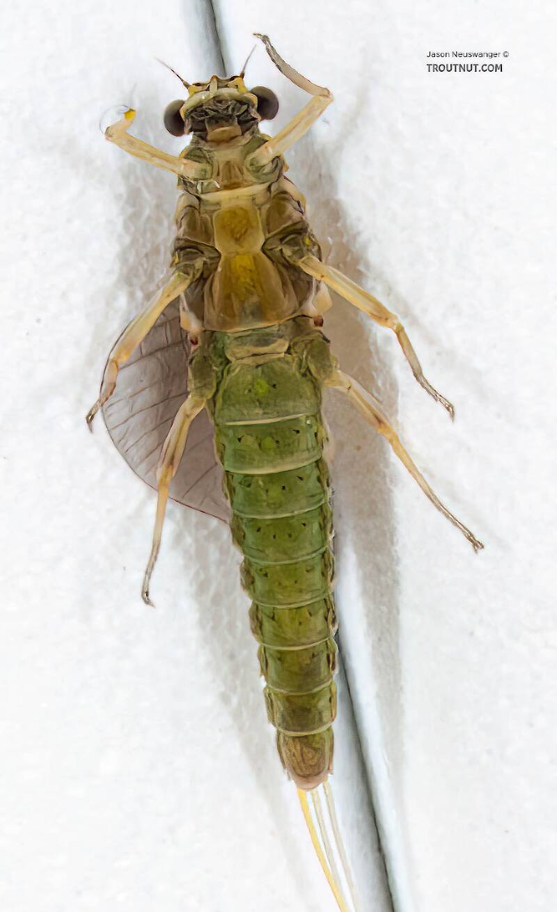 Female Attenella attenuata (Small Eastern Blue-Winged Olive) Mayfly Dun ...