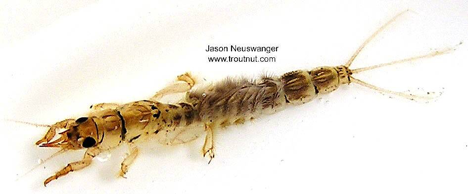 Ephemera simulans (Brown Drake) Mayfly Nymph Pictures