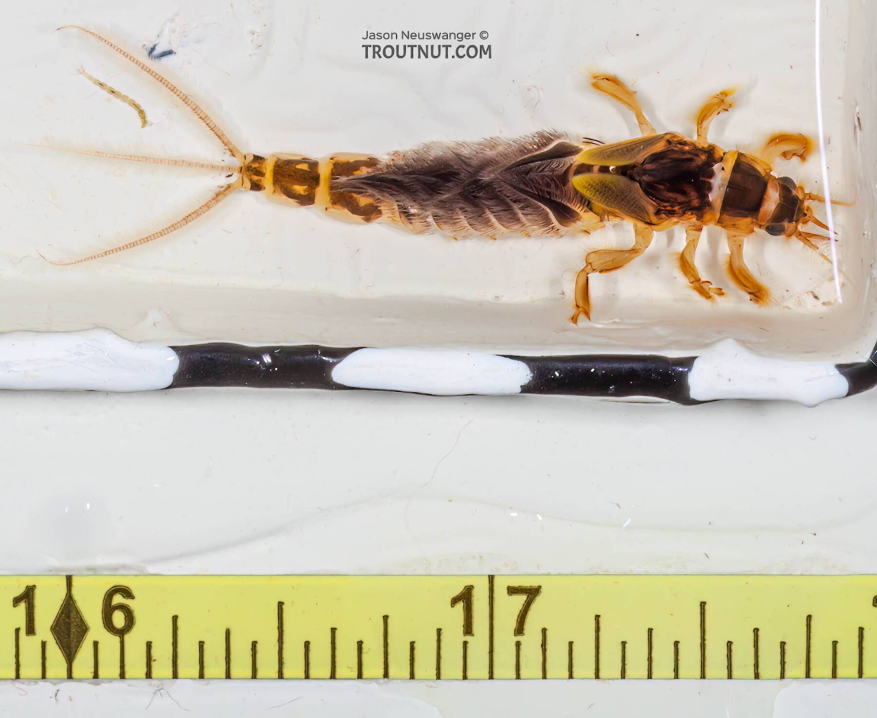 Hexagenia limbata (Hex) Mayfly Nymph Pictures