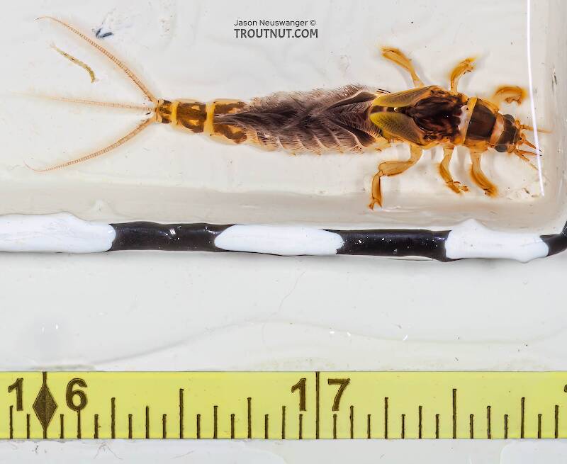 Hexagenia limbata (Hex) Mayfly Nymph Pictures