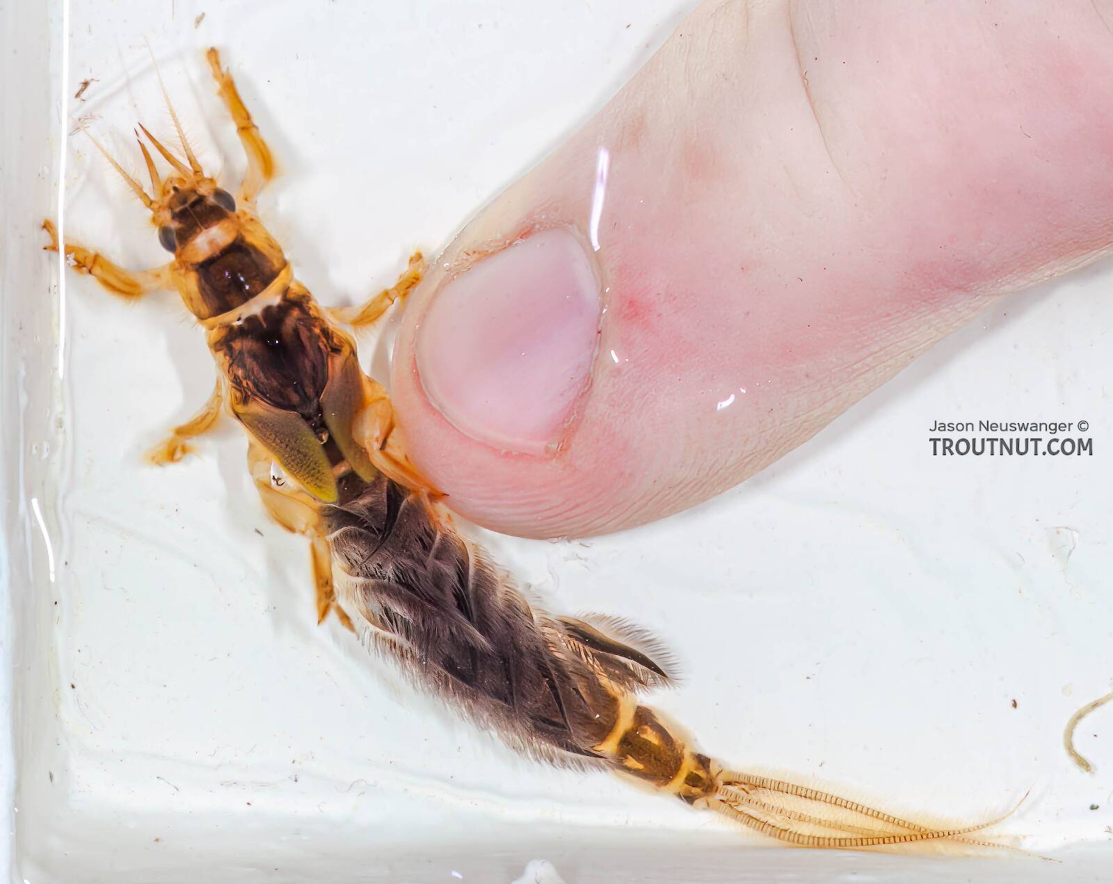 Hexagenia limbata (Hex) Mayfly Nymph Pictures