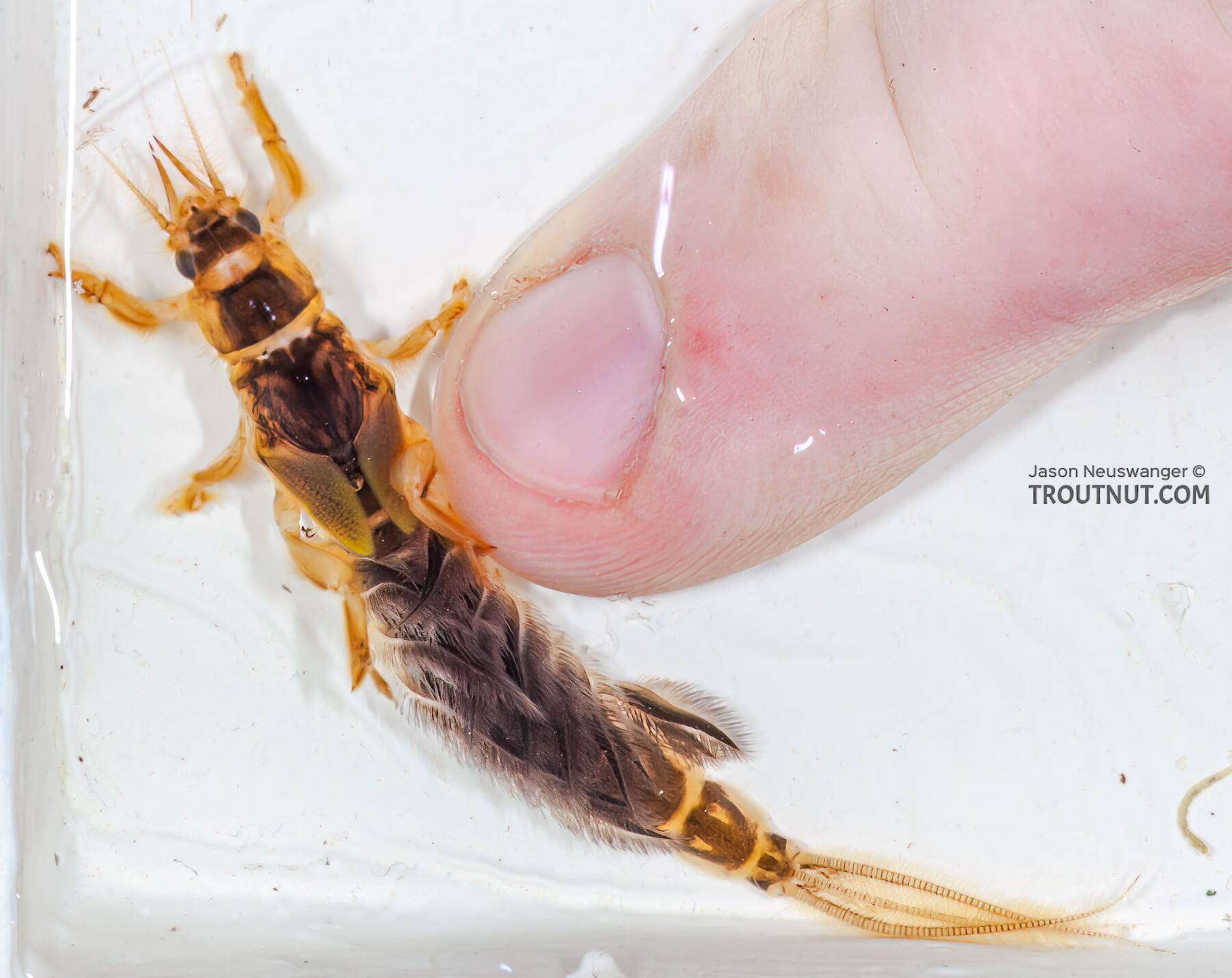 Hexagenia limbata (Hex) Mayfly Nymph Pictures