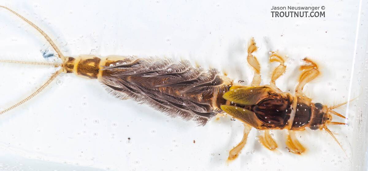 Hexagenia limbata (Hex) Mayfly Nymph Pictures