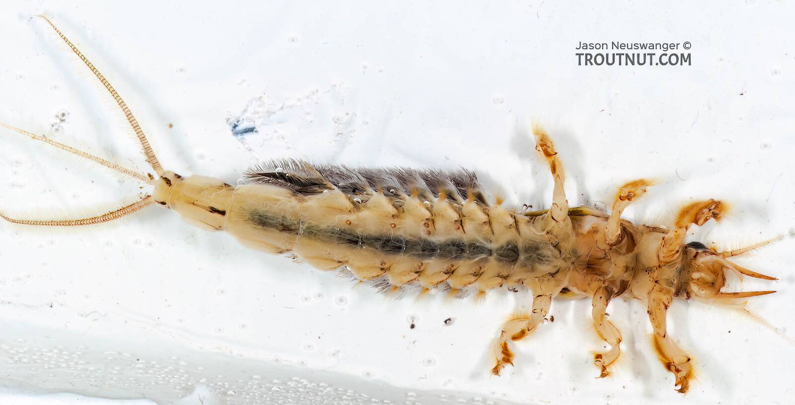 Hexagenia limbata (Hex) Mayfly Nymph Pictures