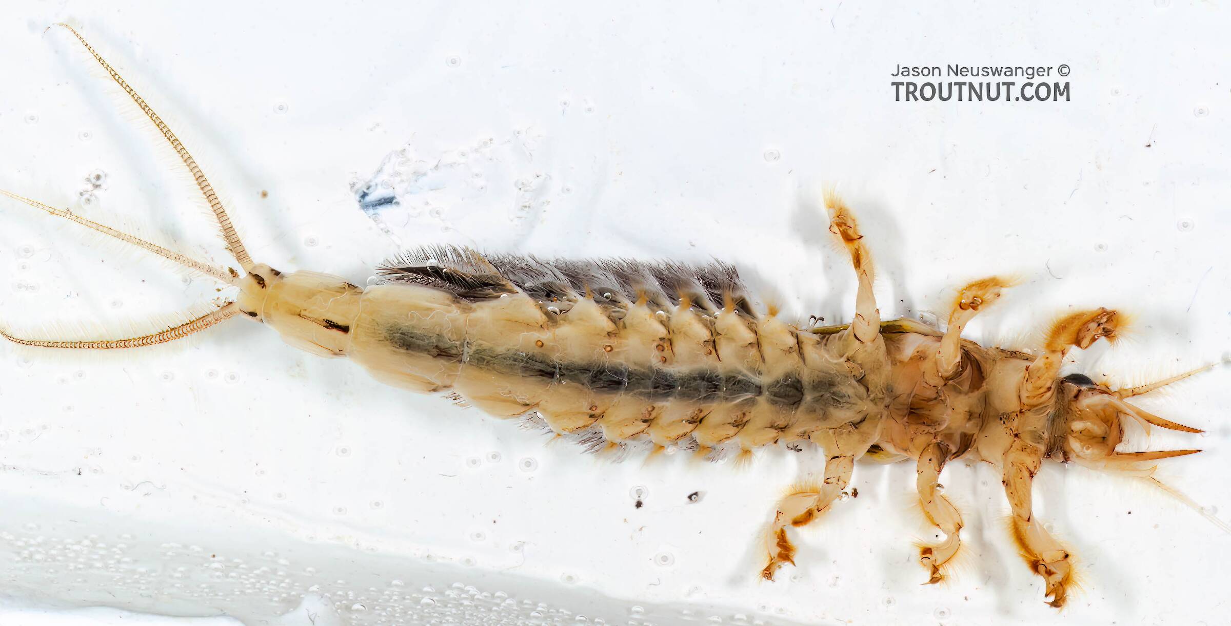 Hexagenia limbata (Hex) Mayfly Nymph Pictures