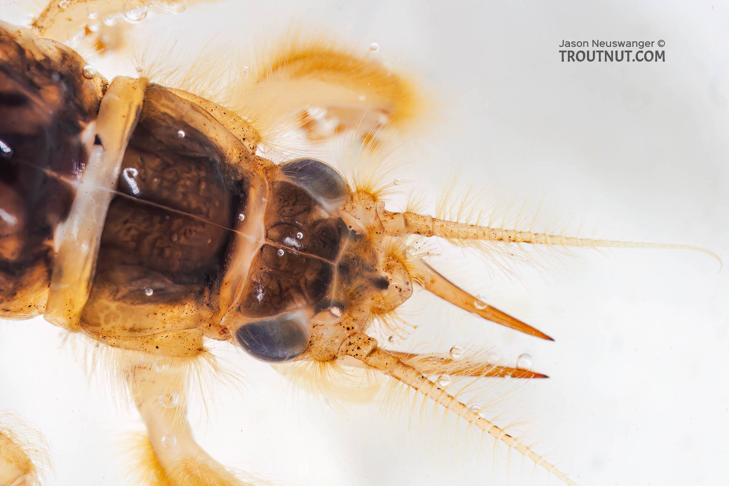 Hexagenia limbata (Hex) Mayfly Nymph Pictures