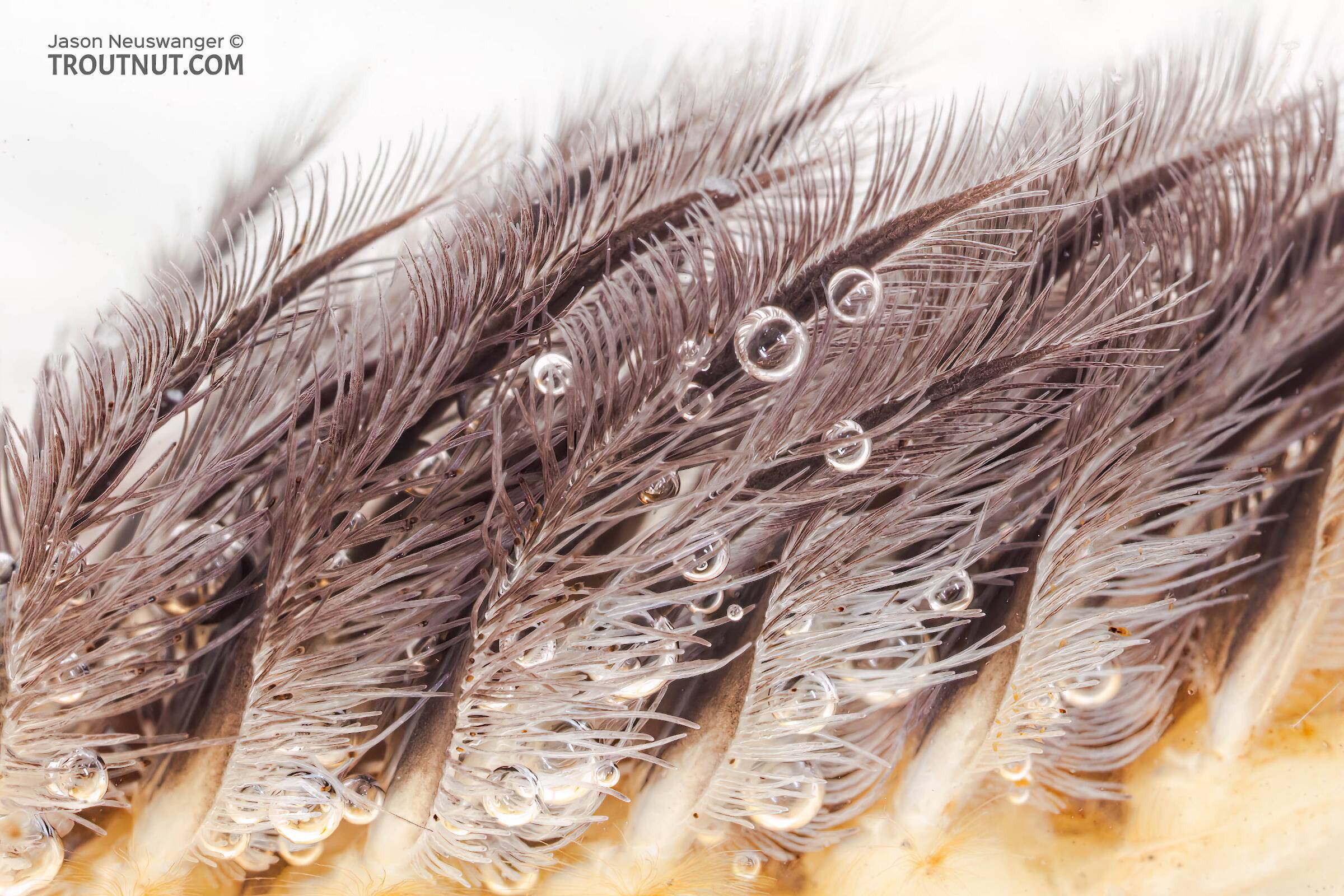 Hexagenia limbata (Hex) Mayfly Nymph Pictures