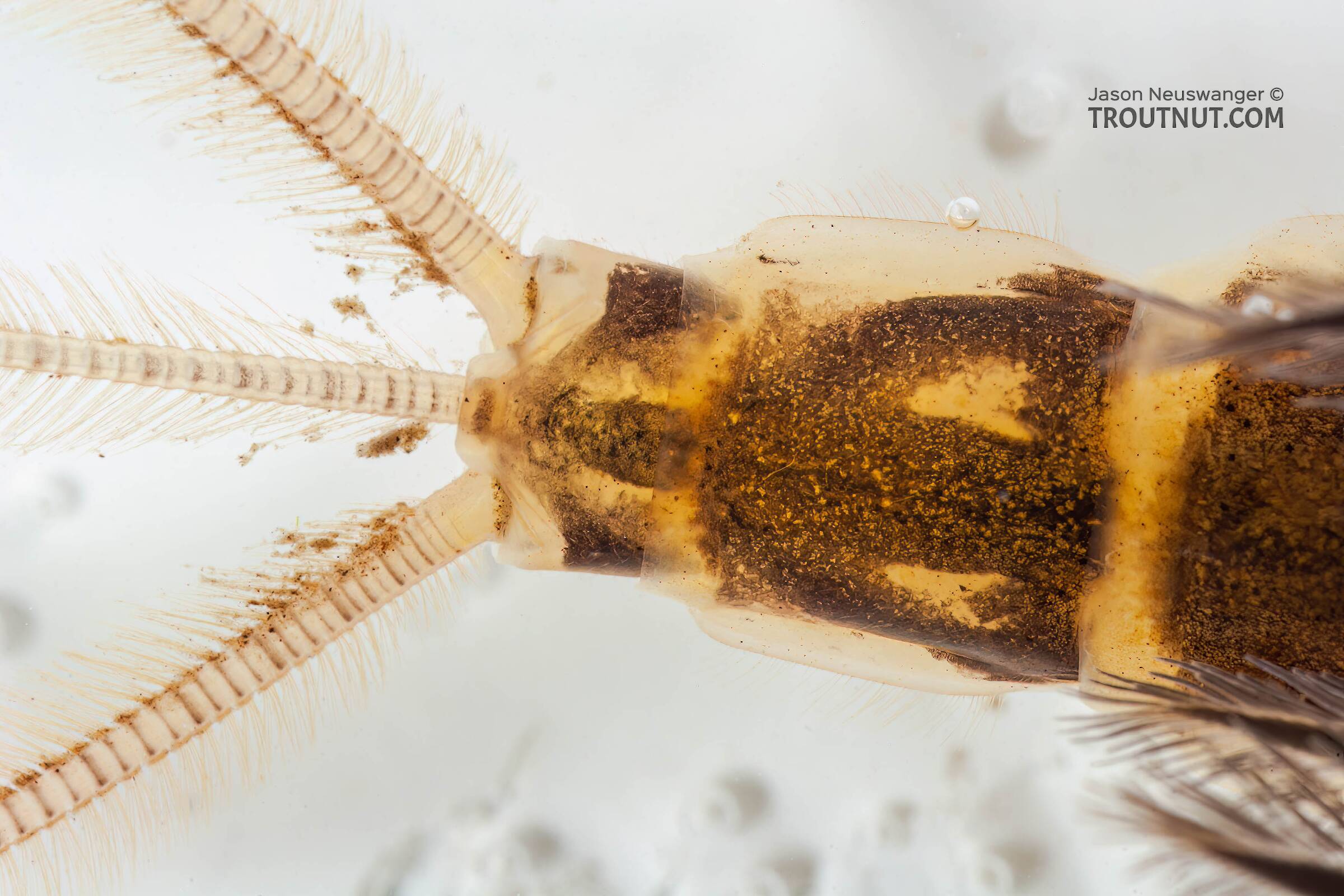 Hexagenia limbata (Hex) Mayfly Nymph Pictures