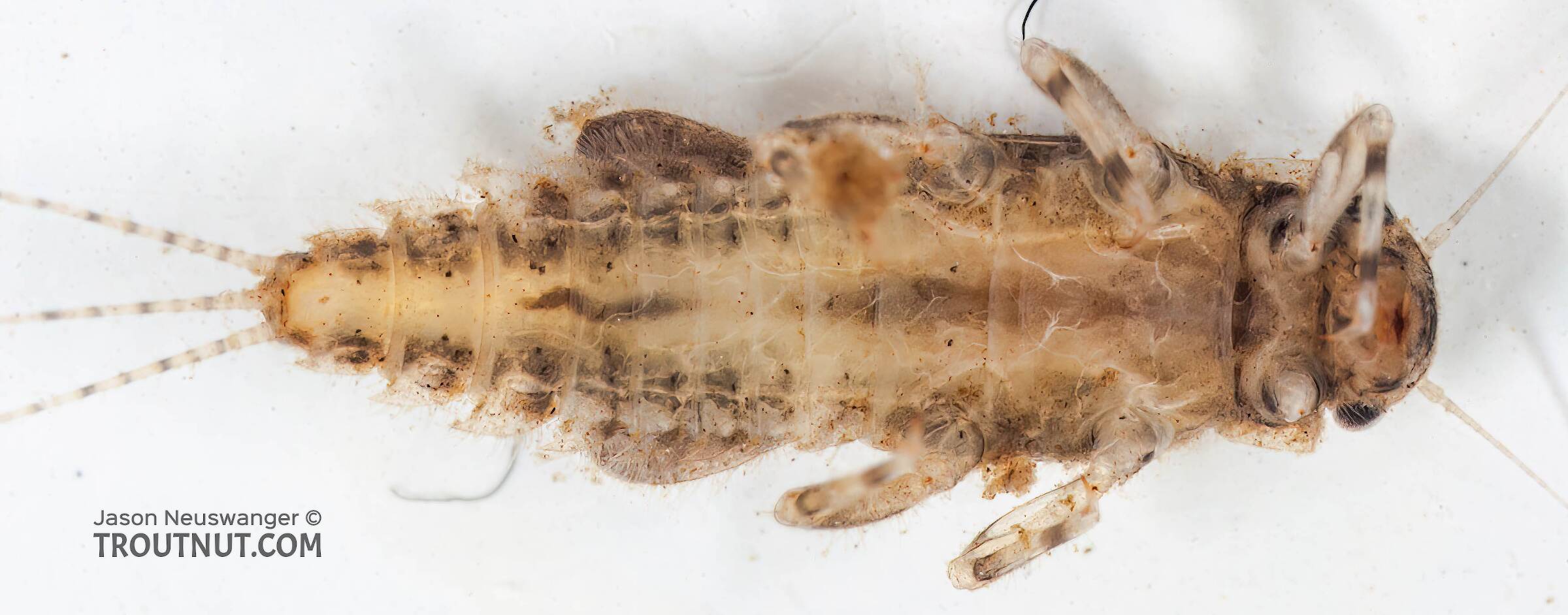 Caenis (Angler's Curse) Mayfly Nymph Pictures