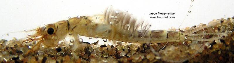 Ephemera simulans (Brown Drake) Mayfly Nymph Pictures