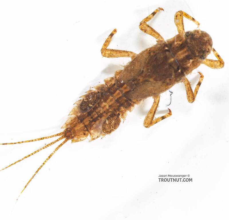 Eurylophella (Chocolate Dun) Mayfly Nymph Pictures