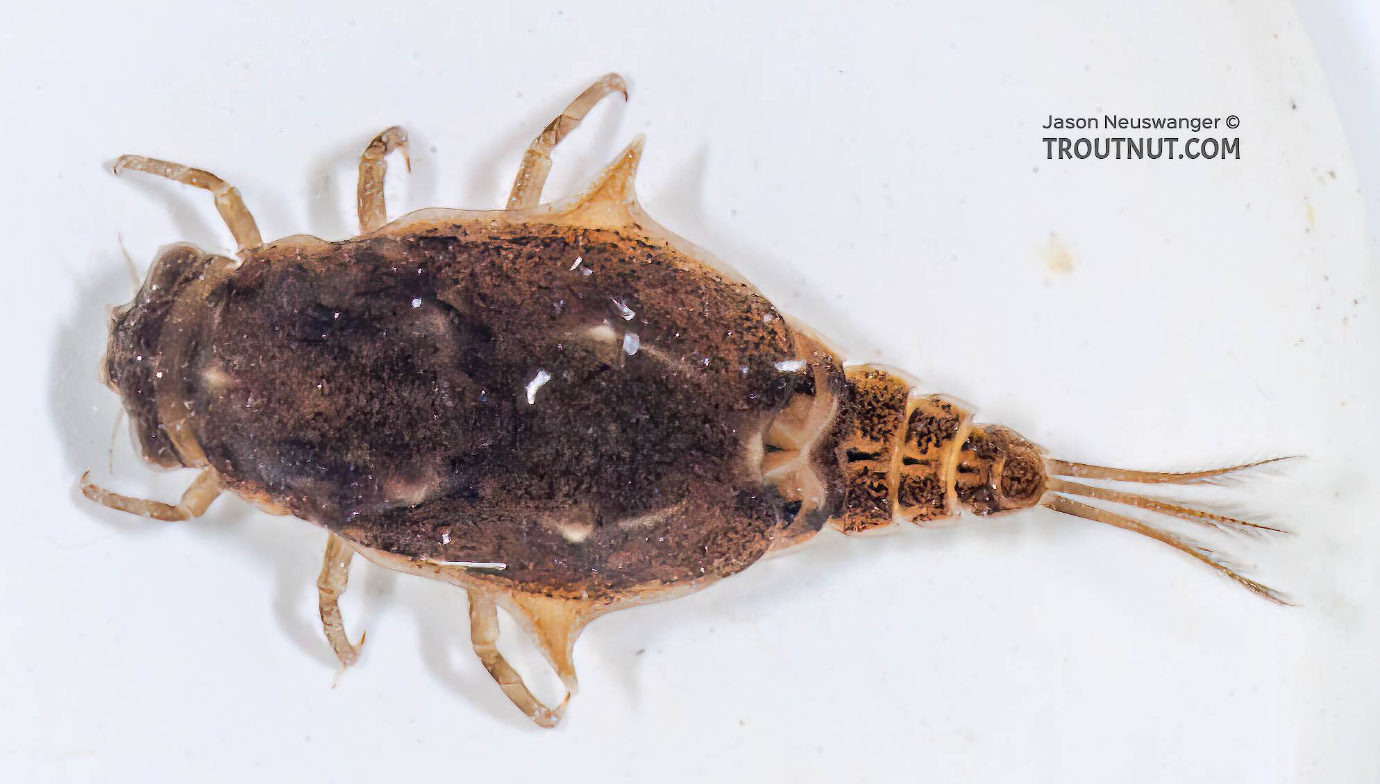 Mayfly Family Baetiscidae (Armored Mayflies)