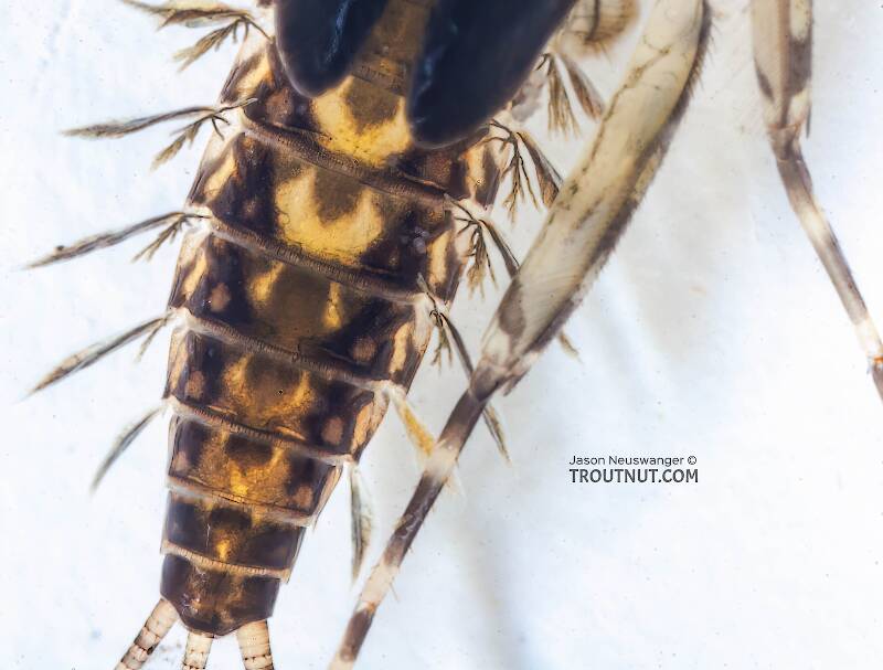 Male Leucrocuta hebe (Little Yellow Quill) Mayfly Nymph Pictures