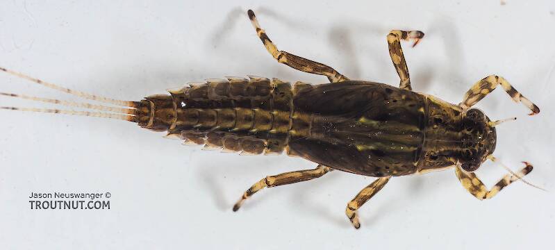 Ephemerella needhami (Little Dark Hendrickson) Mayfly Nymph Pictures