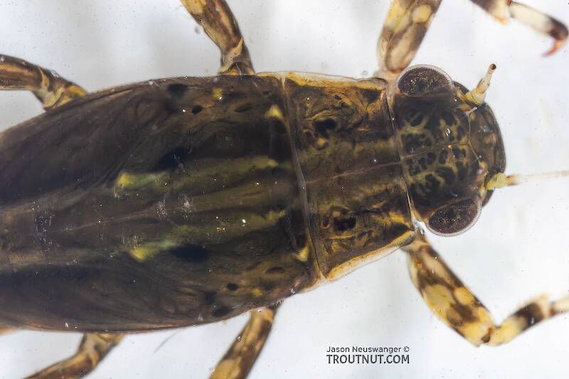 Ephemerella needhami (Little Dark Hendrickson) Mayfly Nymph Pictures