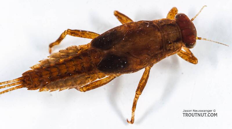Ephemerella needhami (Little Dark Hendrickson) Mayfly Nymph Pictures