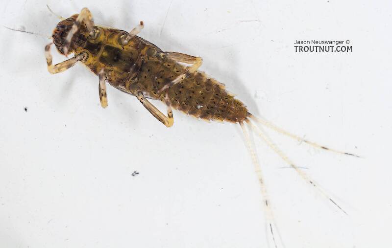 Ephemerella needhami (Little Dark Hendrickson) Mayfly Nymph Pictures