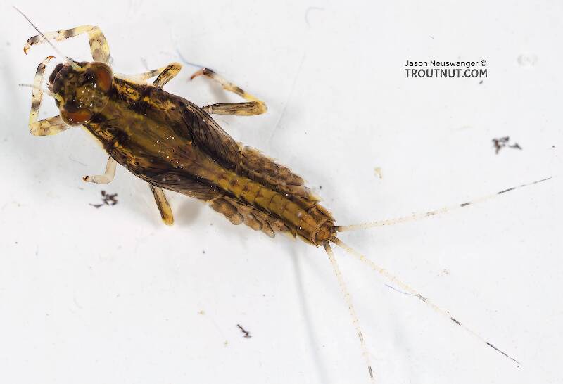 Ephemerella needhami (Little Dark Hendrickson) Mayfly Nymph Pictures