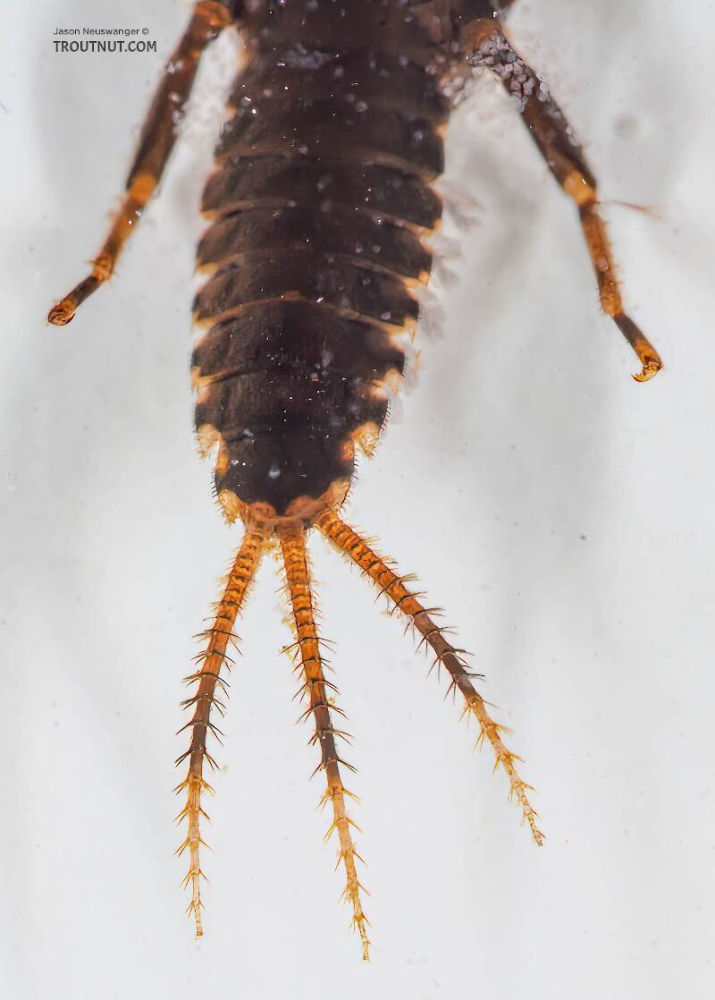 Teloganopsis deficiens (Little Black Quill) Mayfly Nymph Pictures