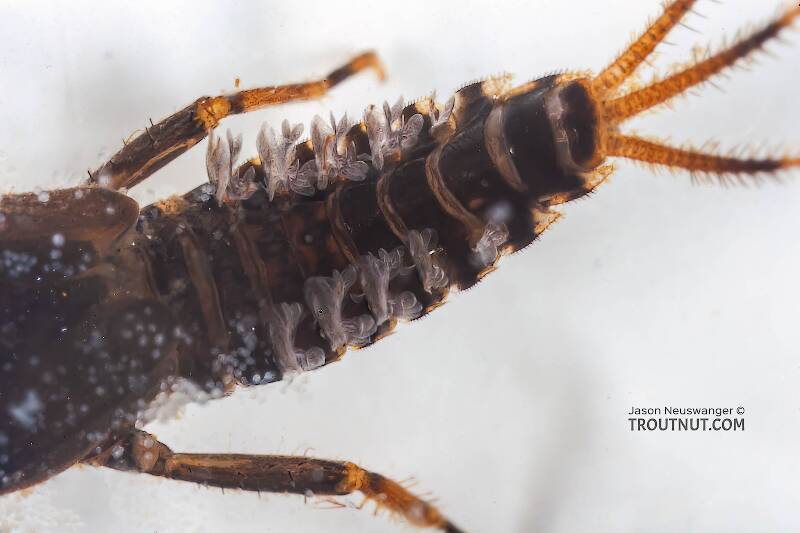 Teloganopsis deficiens (Little Black Quill) Mayfly Nymph Pictures