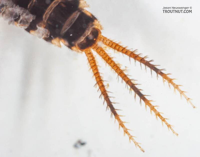 Teloganopsis deficiens (Little Black Quill) Mayfly Nymph Pictures