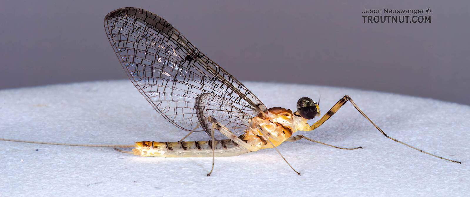 Male Stenacron interpunctatum (Light Cahill) Mayfly Spinner Pictures