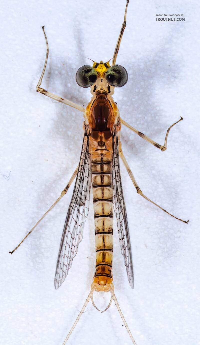 Male Stenacron interpunctatum (Light Cahill) Mayfly Spinner Pictures