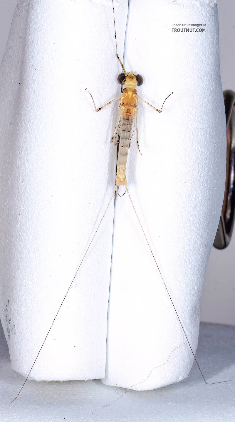 Male Stenacron interpunctatum (Light Cahill) Mayfly Spinner Pictures
