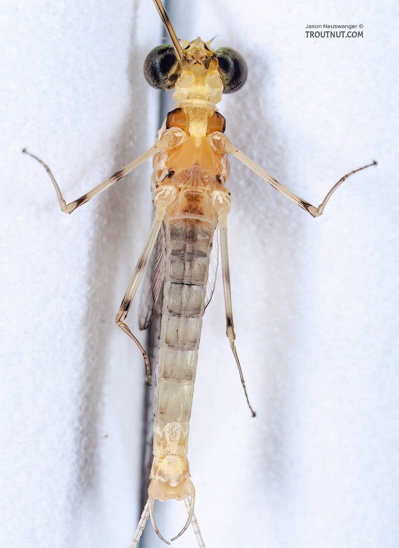Male Stenacron interpunctatum (Light Cahill) Mayfly Spinner Pictures