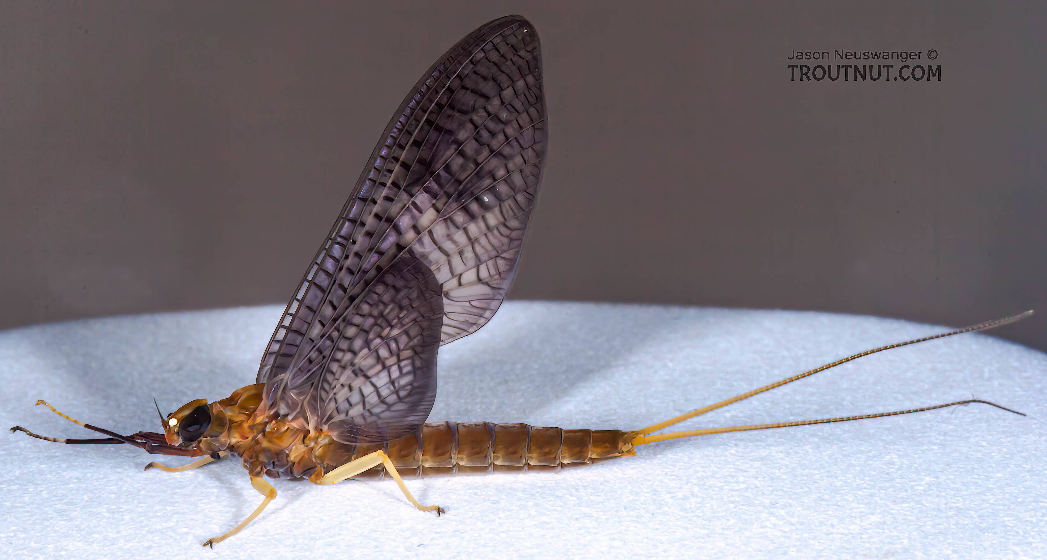 Mayfly Species Isonychia bicolor (Mahogany Duns)