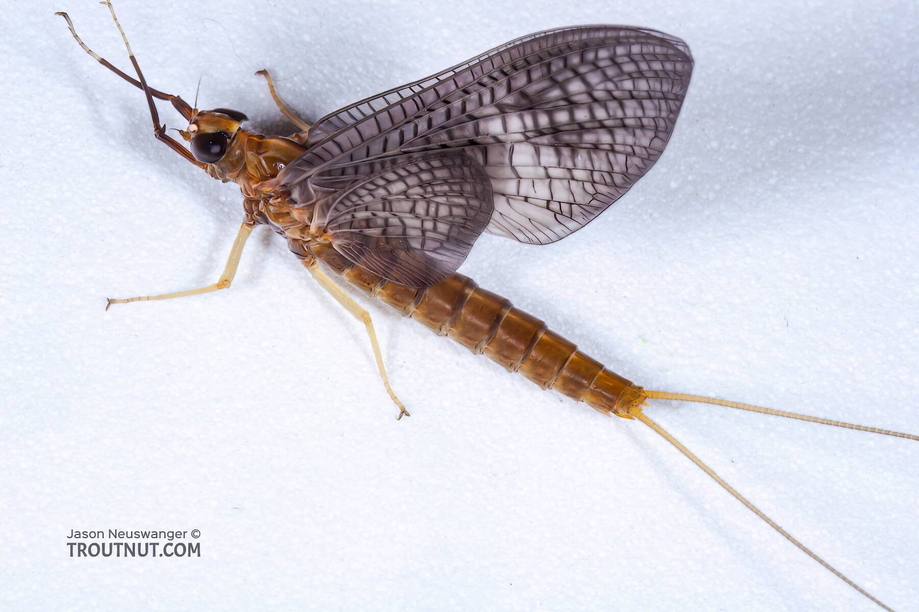 Female Isonychia bicolor (Mahogany Dun) Mayfly Dun Pictures
