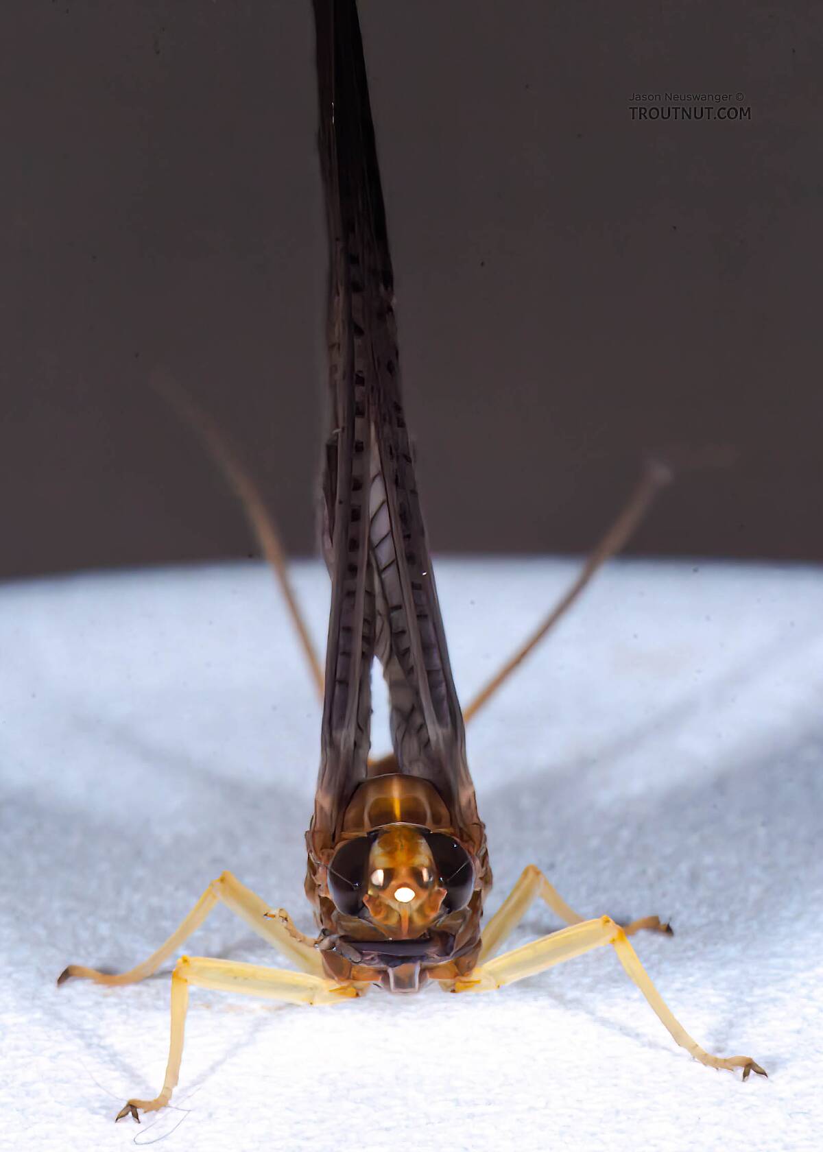 Female Isonychia bicolor (Mahogany Dun) Mayfly Dun Pictures