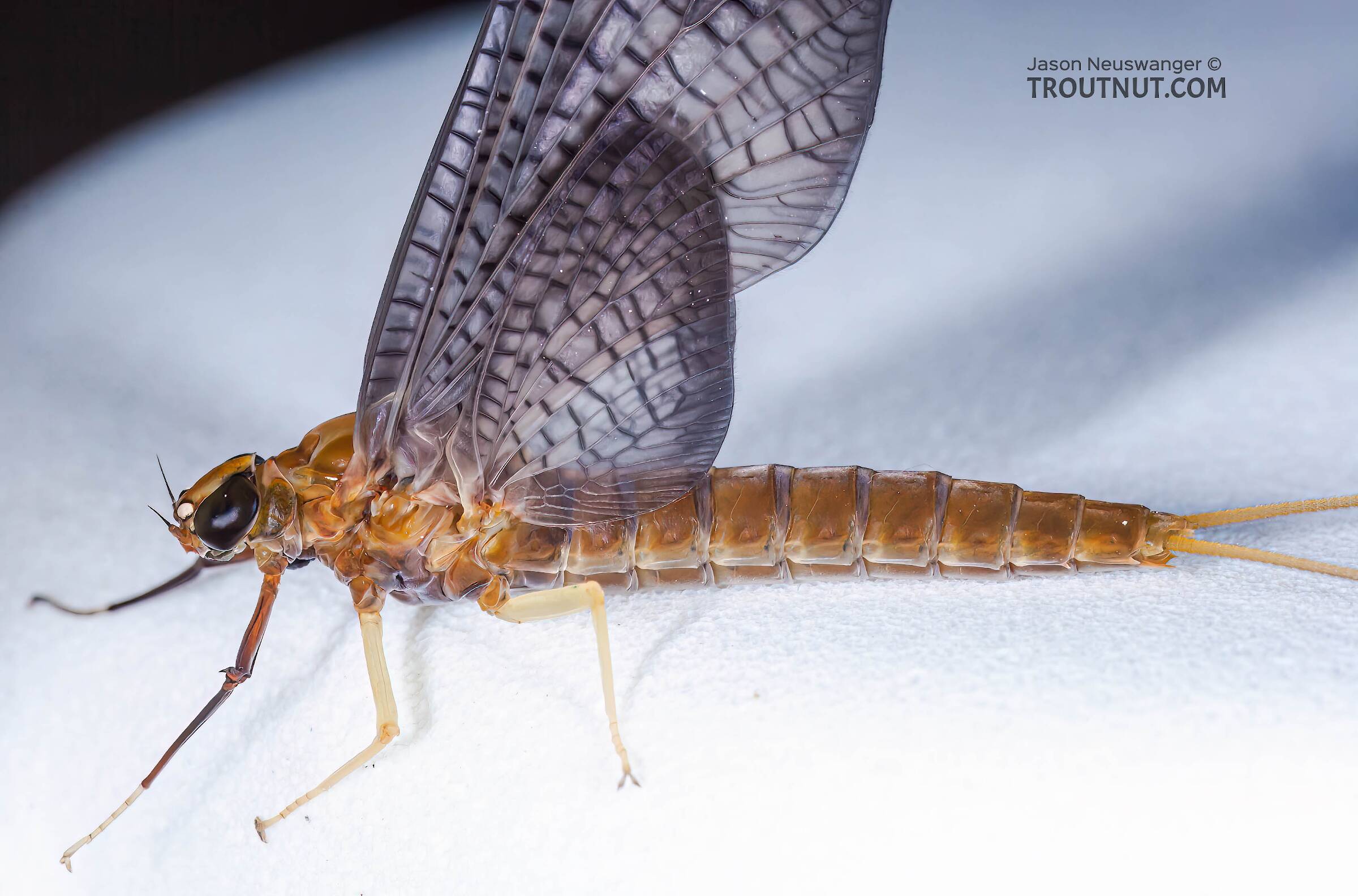 Female Isonychia bicolor (Mahogany Dun) Mayfly Dun Pictures