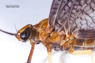 Female Isonychia bicolor (Mahogany Dun) Mayfly Dun Pictures