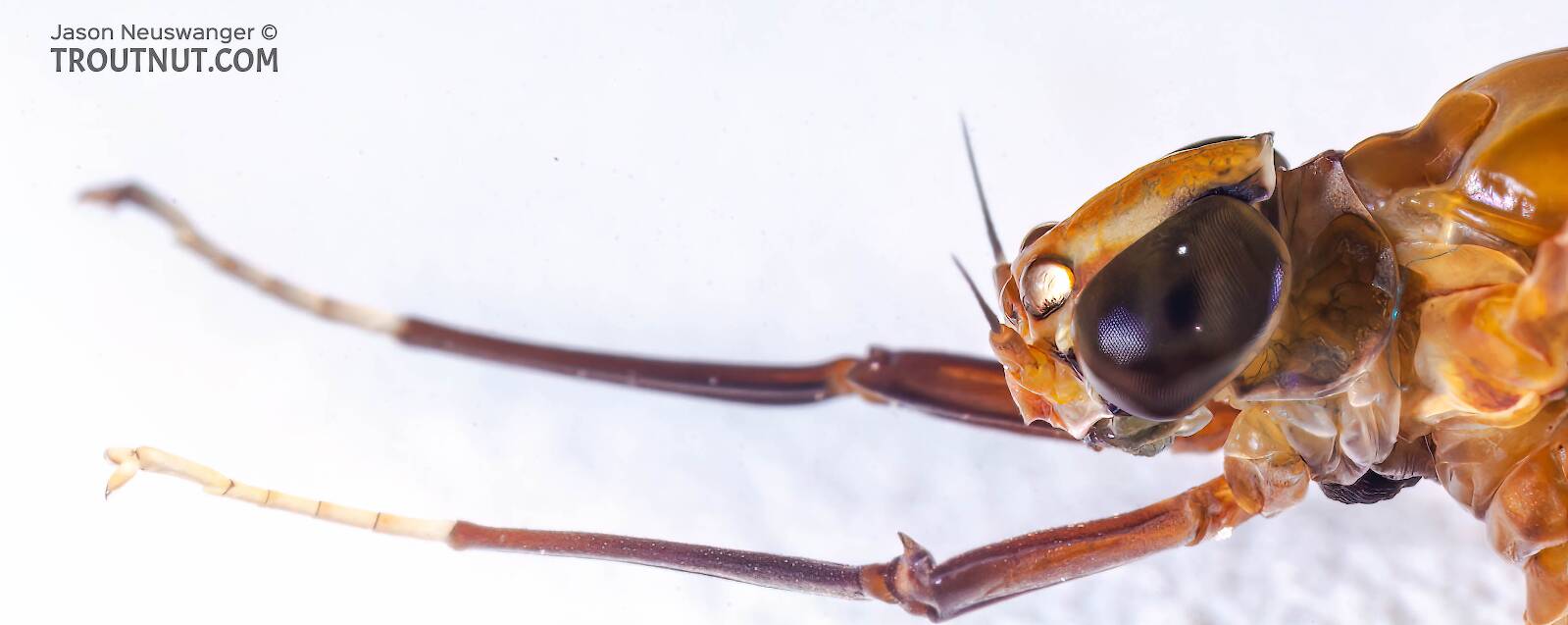 Female Isonychia bicolor (Mahogany Dun) Mayfly Dun Pictures